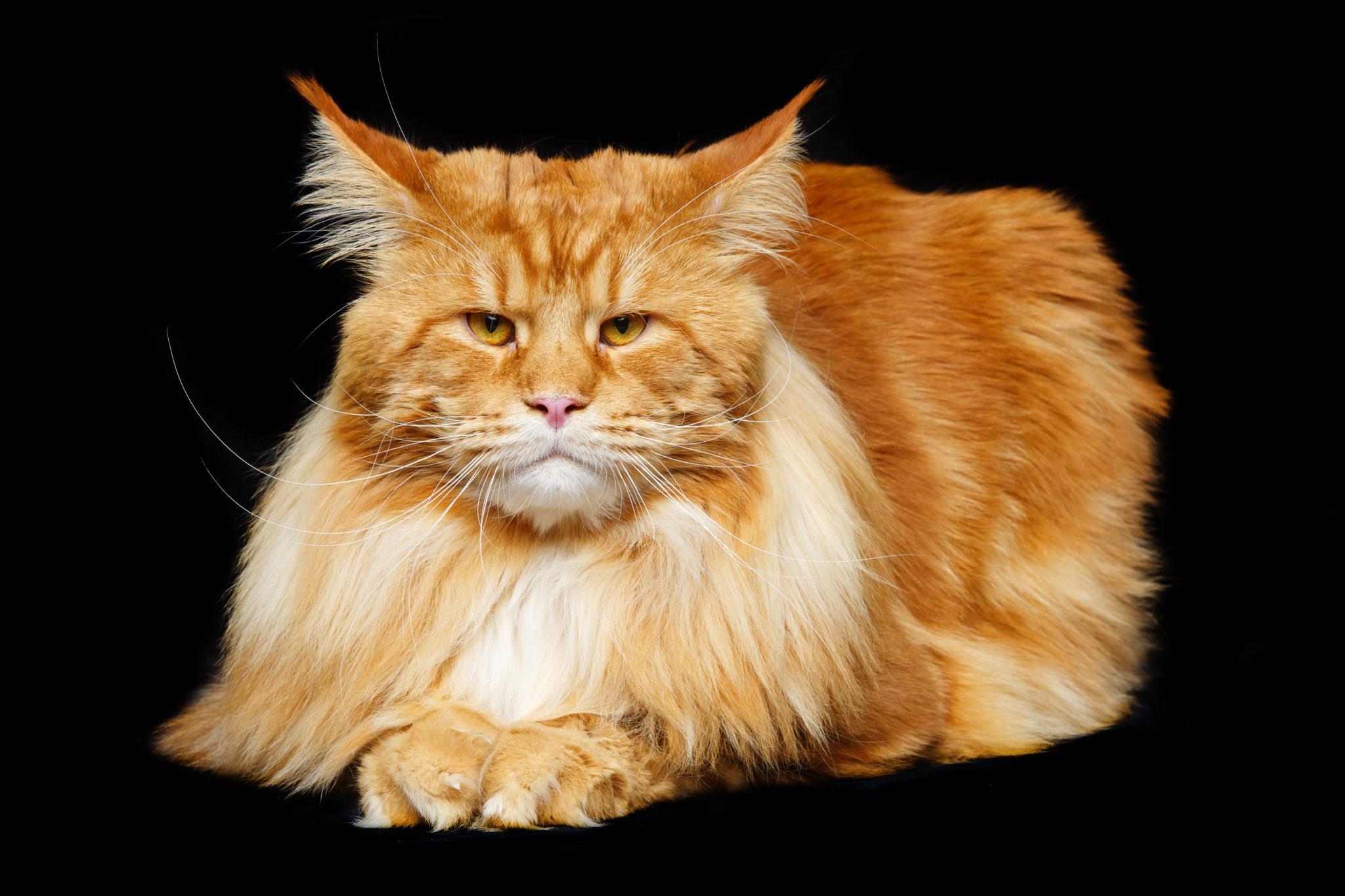 Available Cats – PAWS Animal Shelter
