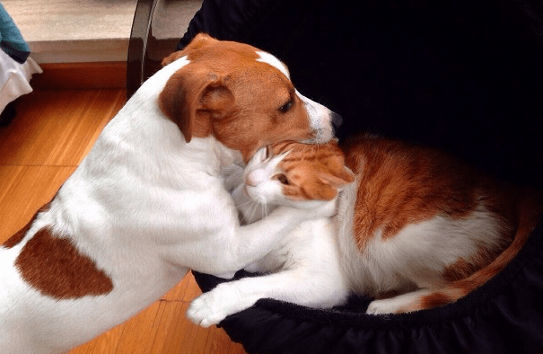 Donate – PAWS Animal Shelter