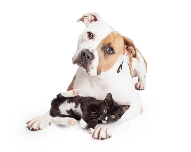 Surrender an Animal – PAWS Animal Shelter
