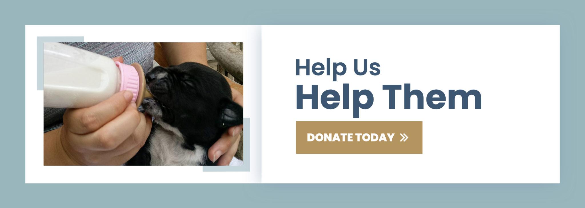 PAWS Animal Shelter – The Little Shelter with a Big Heart