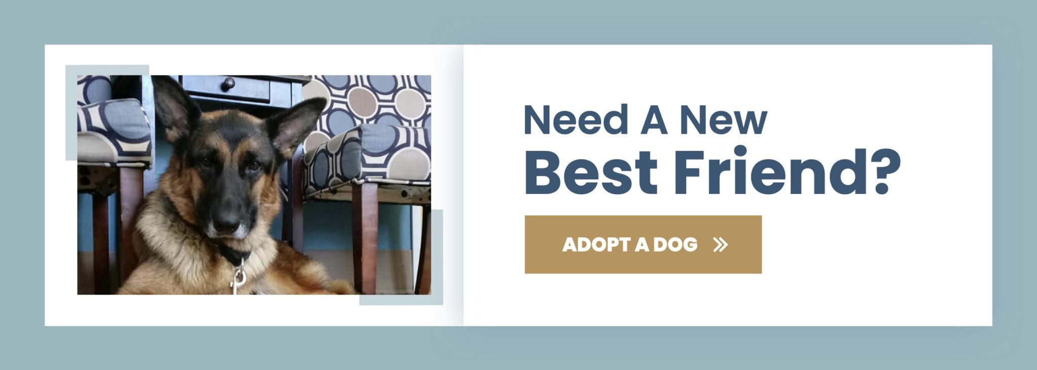 PAWS Animal Shelter – The Little Shelter with a Big Heart