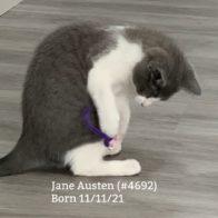 Happy Tails Cats – PAWS Animal Shelter